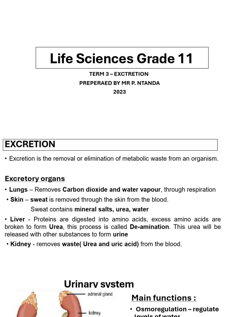 Excretion | PDF | Kidney | Organ (Anatomy)
