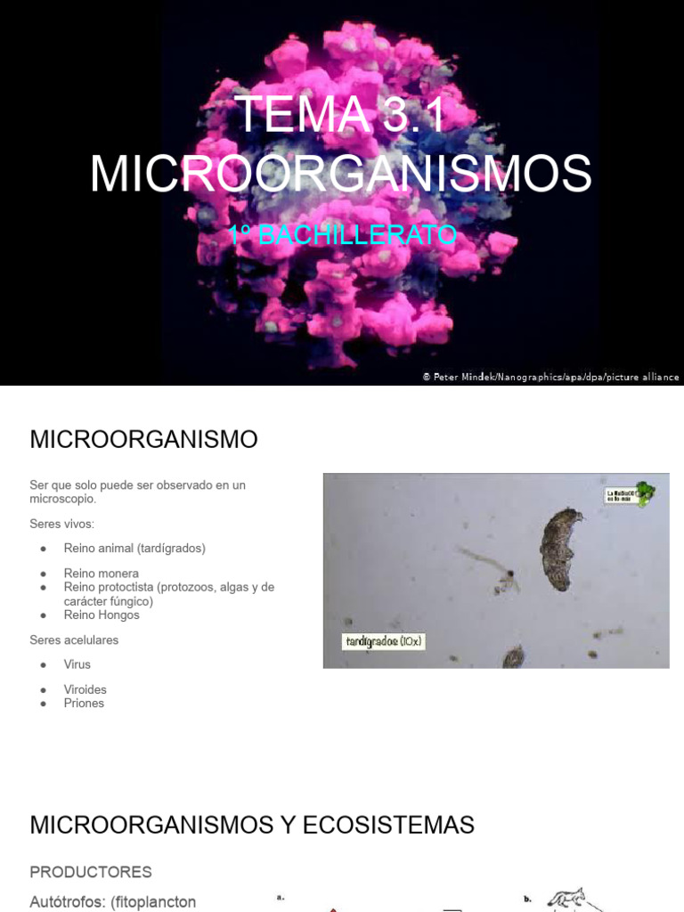 Microorganismos: Tipos y Funciones | PDF | Las bacterias | Microorganismo