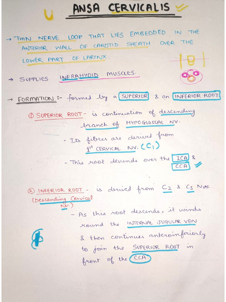Ansa Cervicalis | PDF