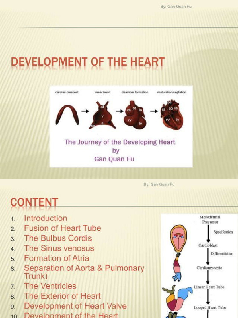 Development of The Heart | PDF
