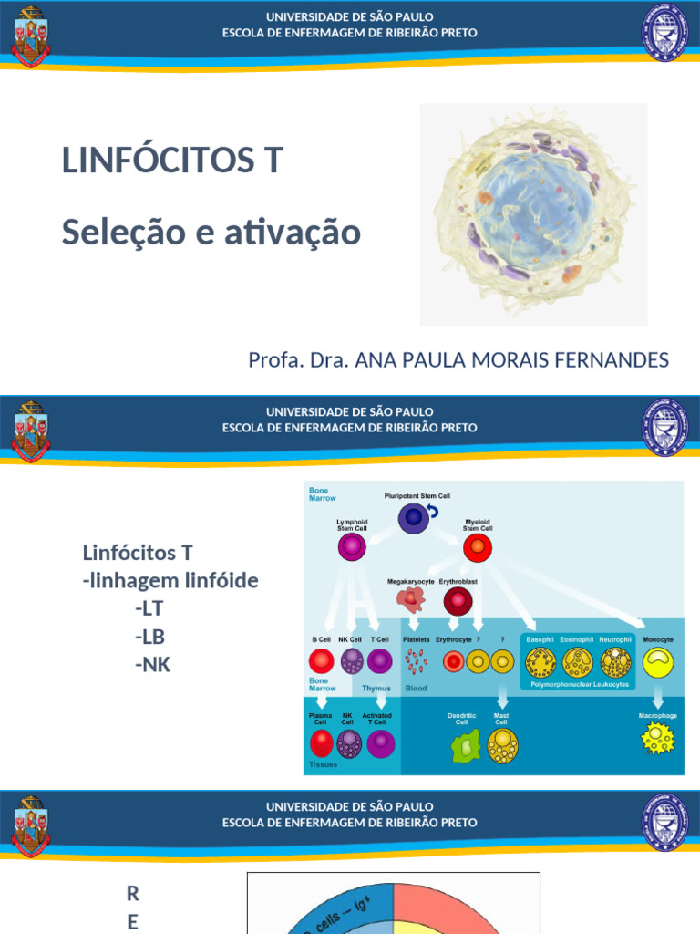 Linfócitos T Seleção e Ativação | PDF | Célula T | Linfócito