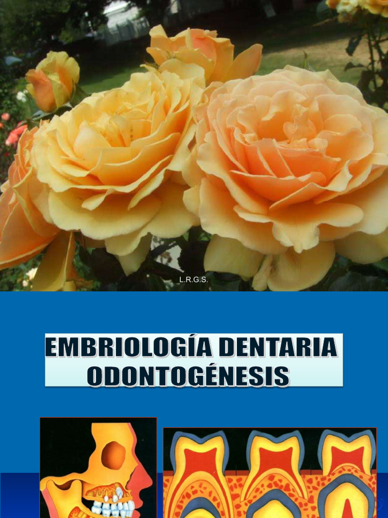 Desarrollo y Morfogénesis Dentaria | PDF | Diente | Esmalte de dientes