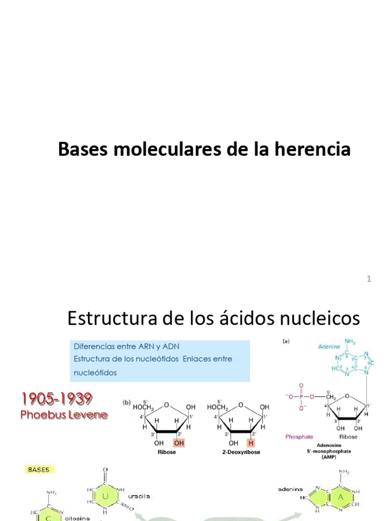 Teórico 3. Bases Moleculares de La Herencia 2020 | PDF | Traducción (biología) | Rna