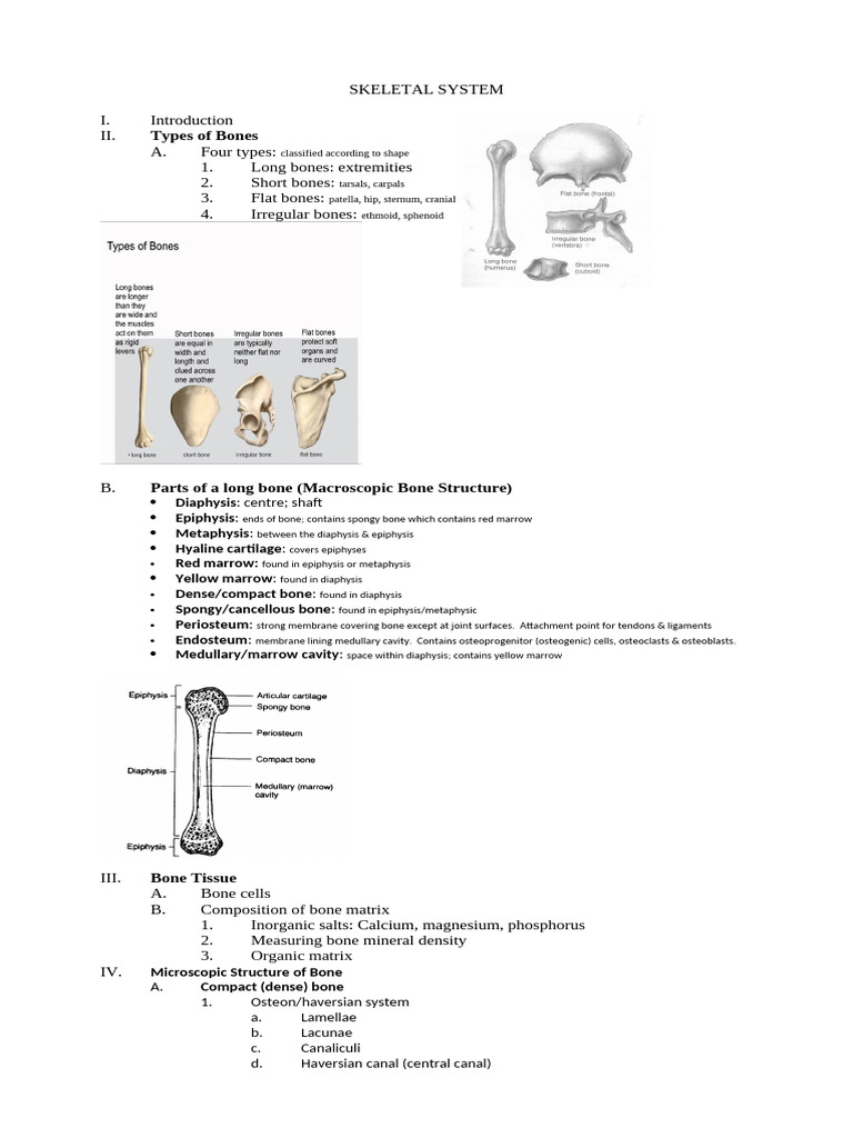 Endosteum: Medullary Cavity Lining | PDF | Bone | Vertebra