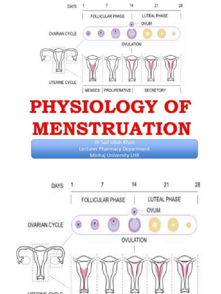Menstural Cycle | PDF