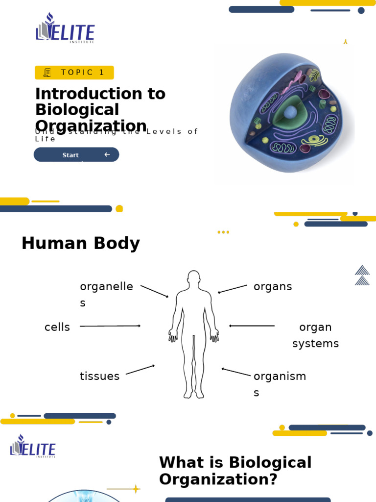 Understanding Biological Organization | PDF | Tissue (Biology) | Human Body