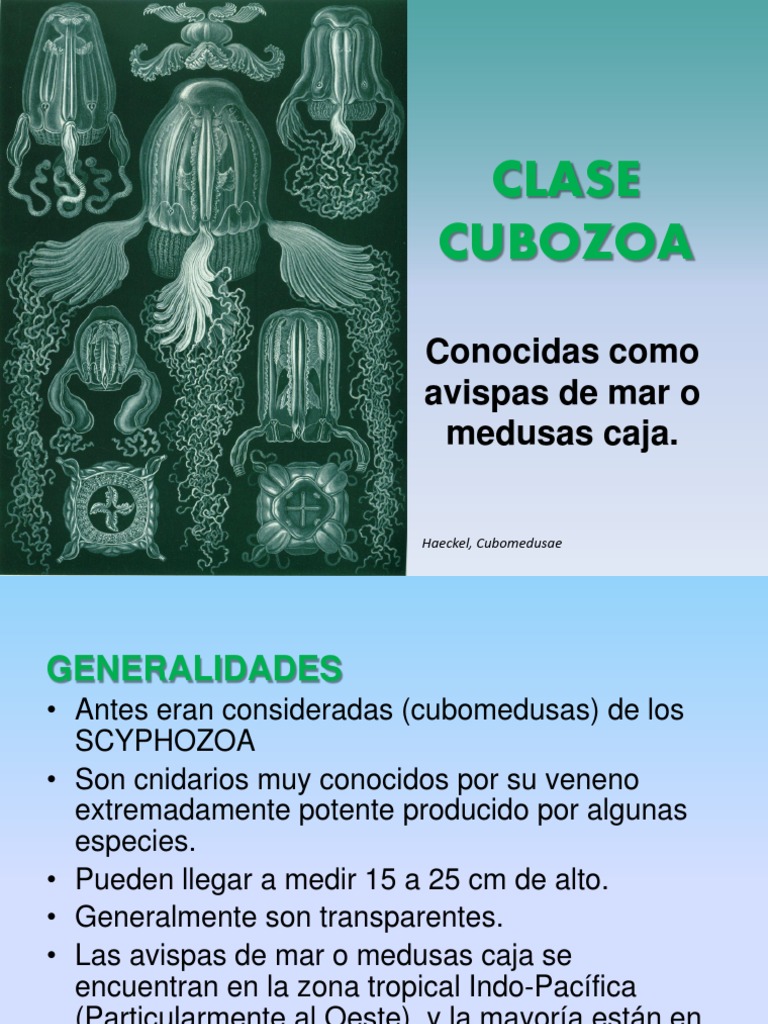 Anatomía y características de cubozoos | PDF | Zoología | Taxonomía Animal