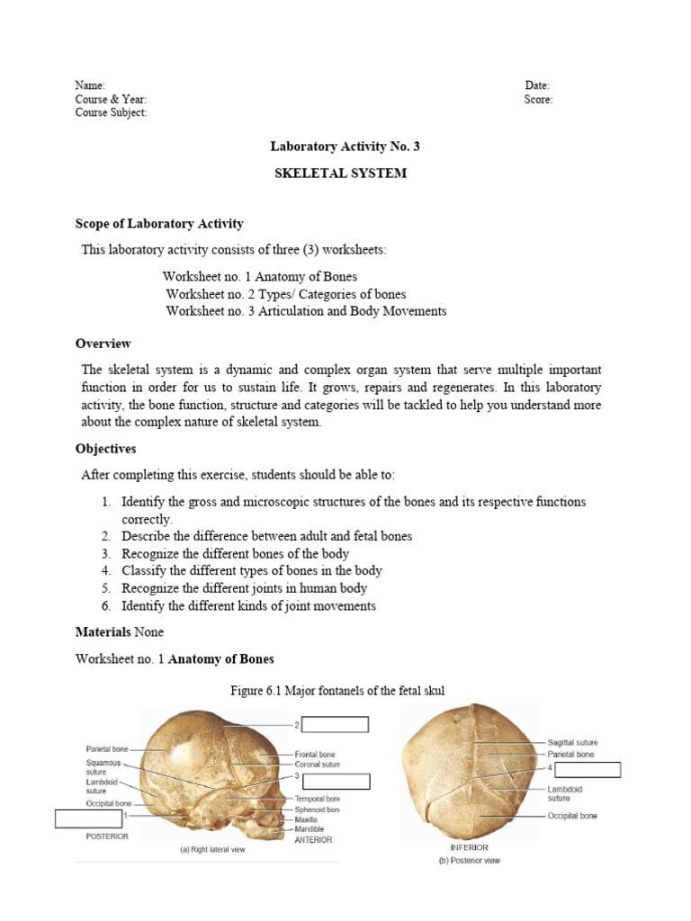 Skeletal System Lab: Bone Anatomy & Movement | PDF | Bone | Vertebra