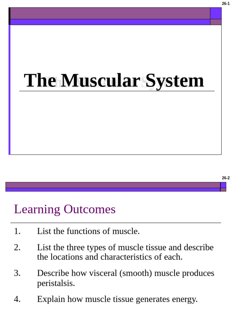 Muscular System 2025 | PDF | Human Leg | Anatomical Terms Of Motion