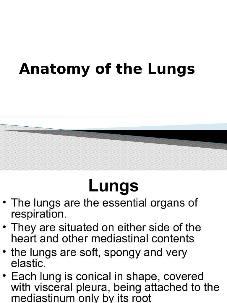 Lungs | PDF