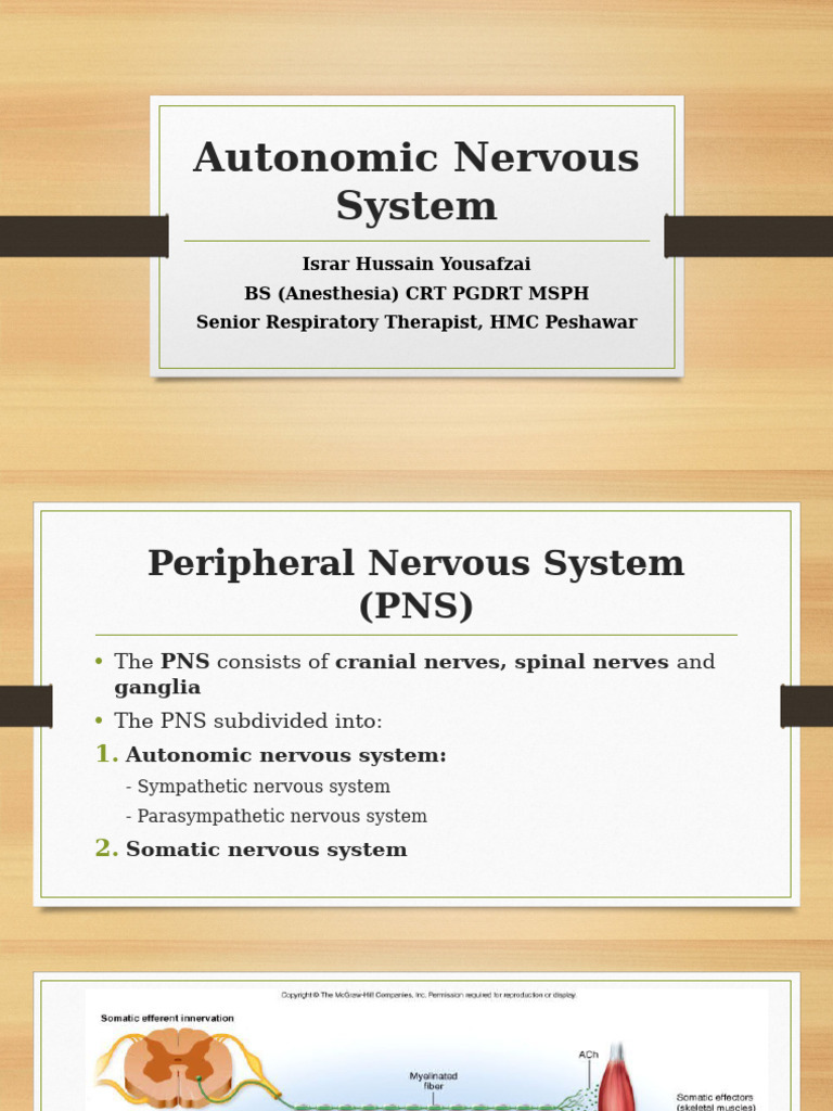 Autonomic Nervous System | PDF | Autonomic Nervous System | Nervous System