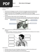 Balloon Model of Lung Function | PDF | Lung | Respiratory Tract