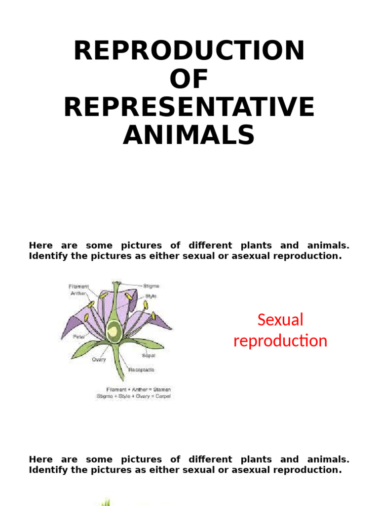 Sexual and Asexual Reproduction Explained | PDF | Sexual Reproduction ...