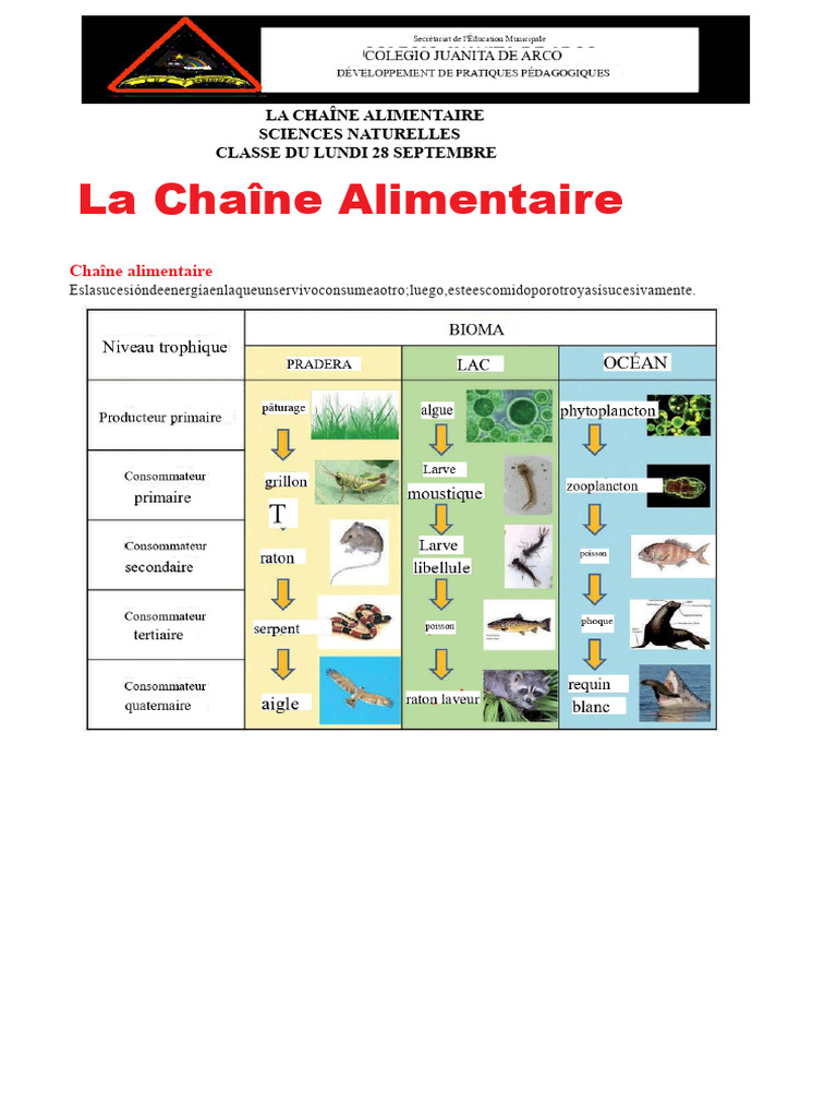 Comprendre la chaîne alimentaire | PDF | Réseau trophique | Plantes