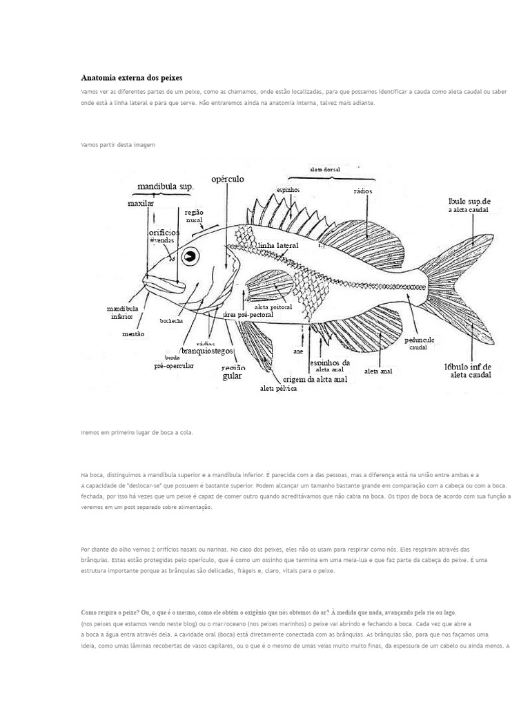 Anatomia Externa dos Peixes | PDF | Peixes | Anatomia