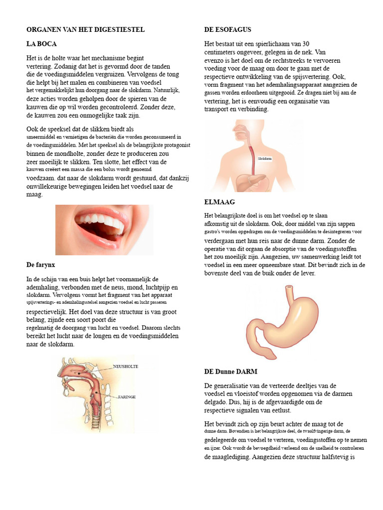 Organen Van Het Spijsverteringsstelsel | PDF