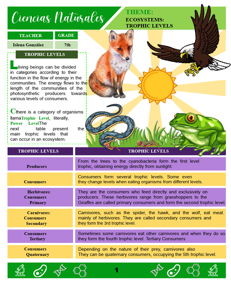Understanding Trophic Levels in Ecosystems | PDF | Food Web | Ecosystem