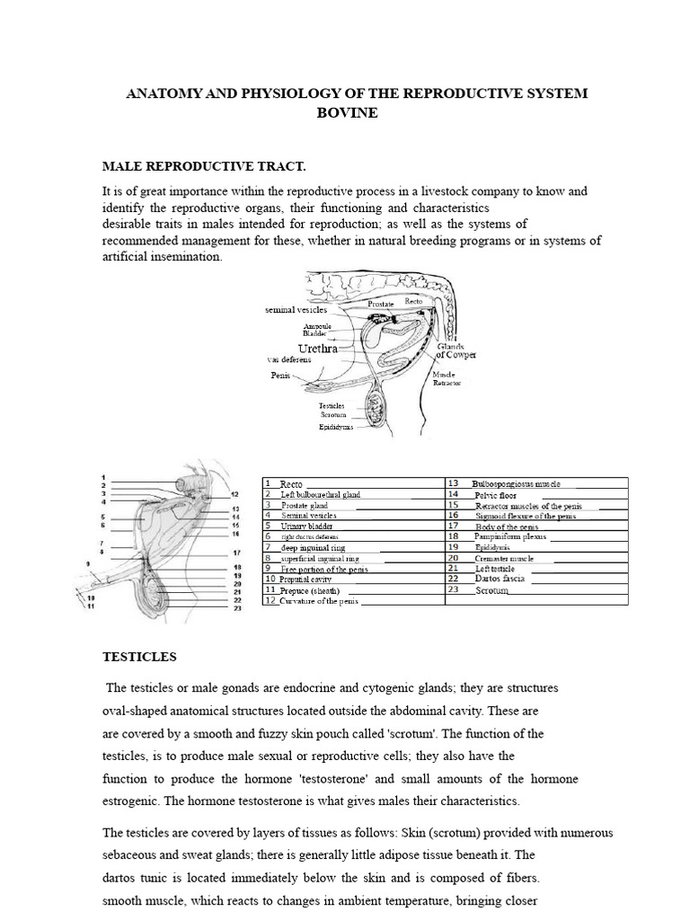 Anatomy and Physiology of The Bovine Reproductive System | PDF ...