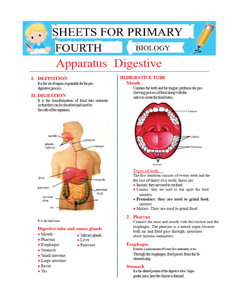 Digestive System For Fourth Grade | PDF | Digestion | Human Digestive ...