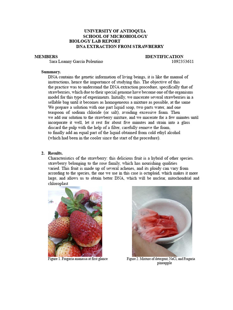 DNA Biology Lab Strawberries | PDF | Ethanol | Dna