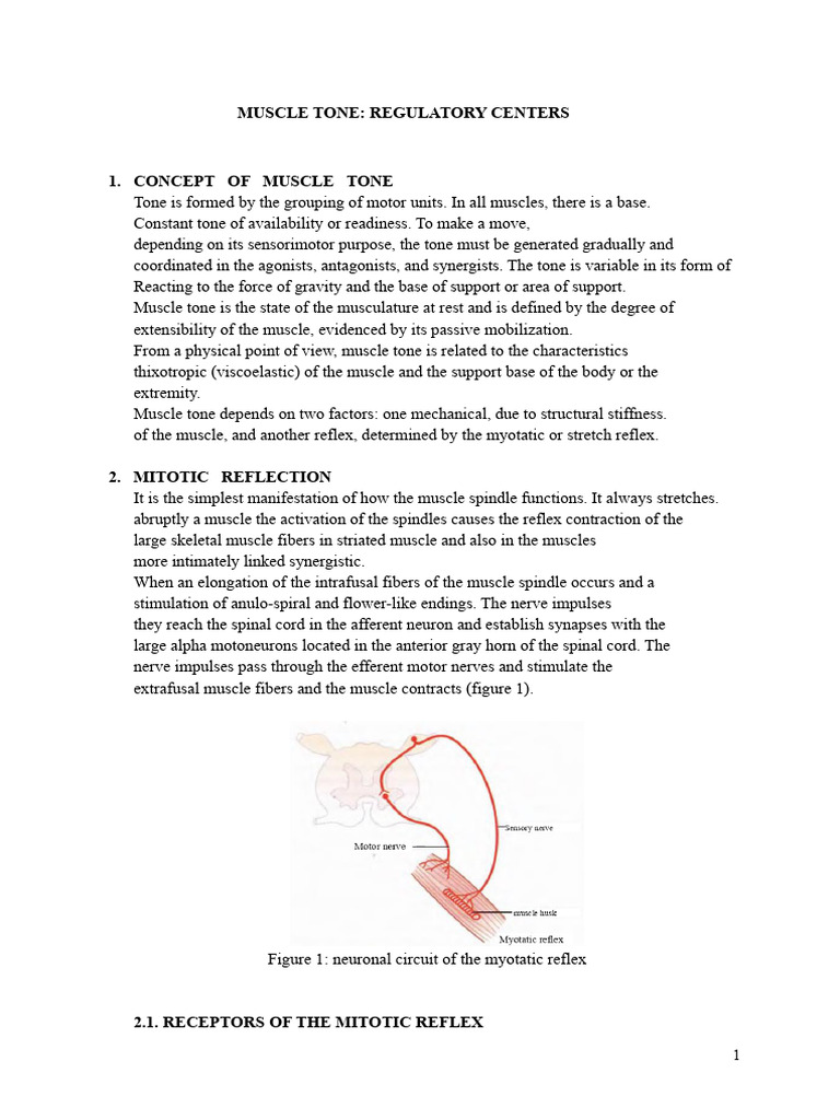 Regulatory Centers of Muscle Tone | PDF | Motor Neuron | Spinal Cord
