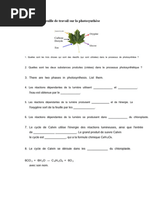 Fiche De Travail Sur La Photosynthèse Avec Réponses