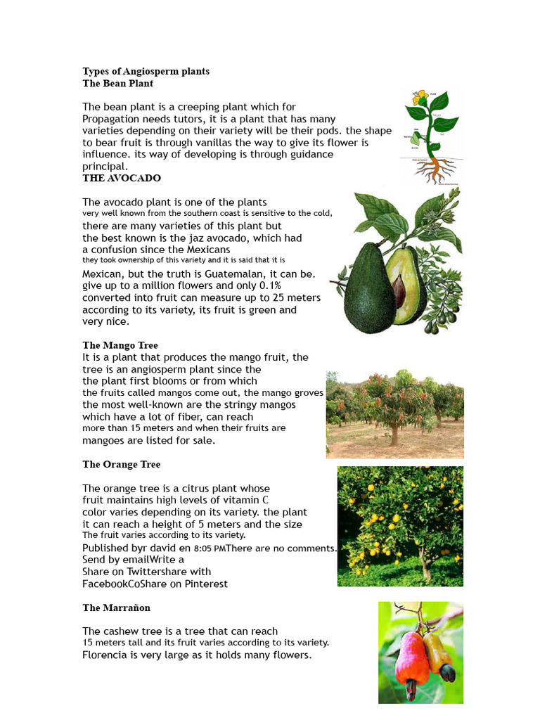 Overview of Angiosperm Types | PDF | Trees | Plants