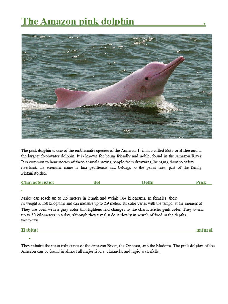 The Pink Dolphin of The Amazon | PDF