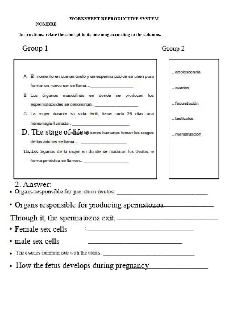 Worksheet Human Reproductive System | PDF