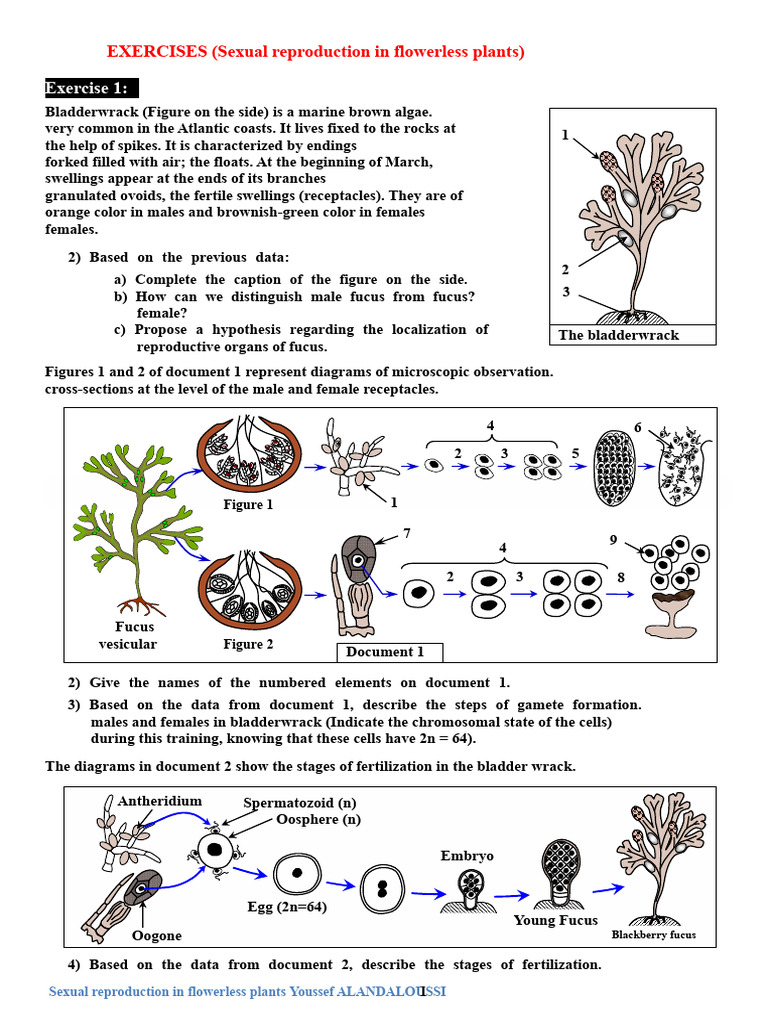 Exercises On Sexual Reproduction in Flowering Plants | PDF | Sexual ...