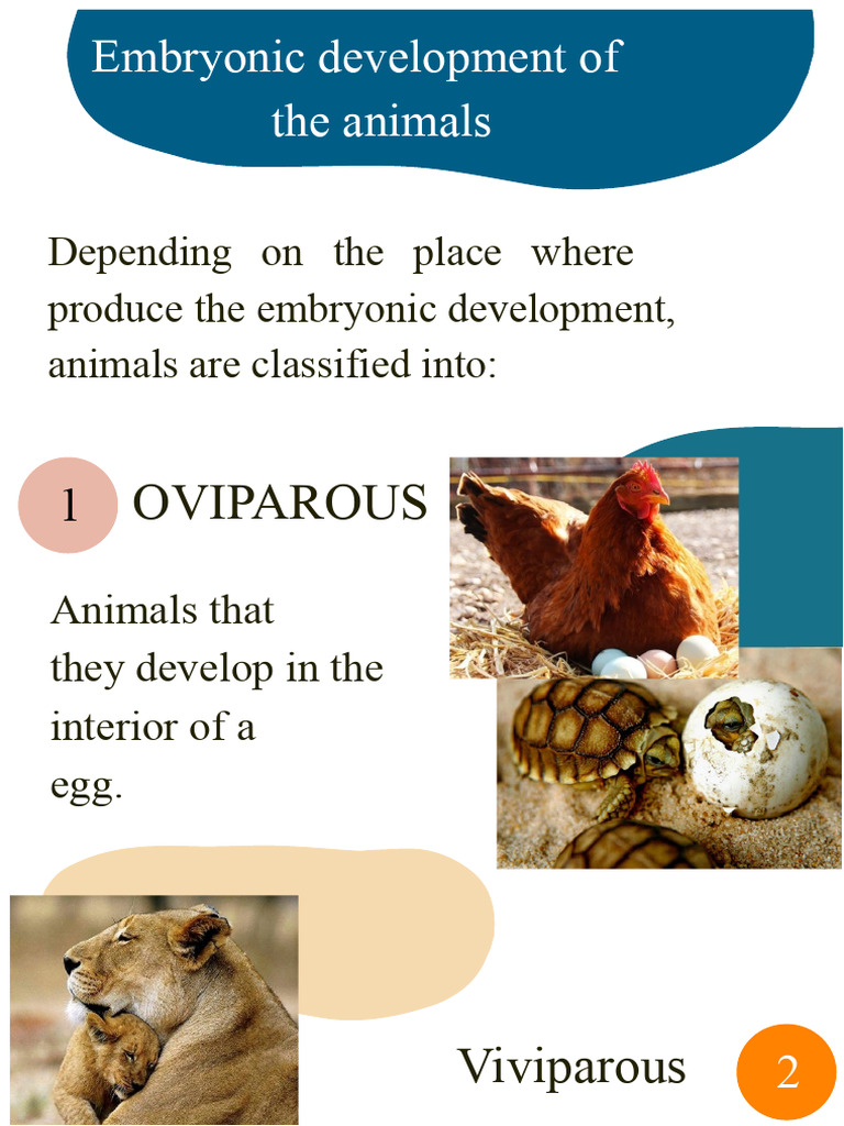 Embryonic Development of Animals | PDF