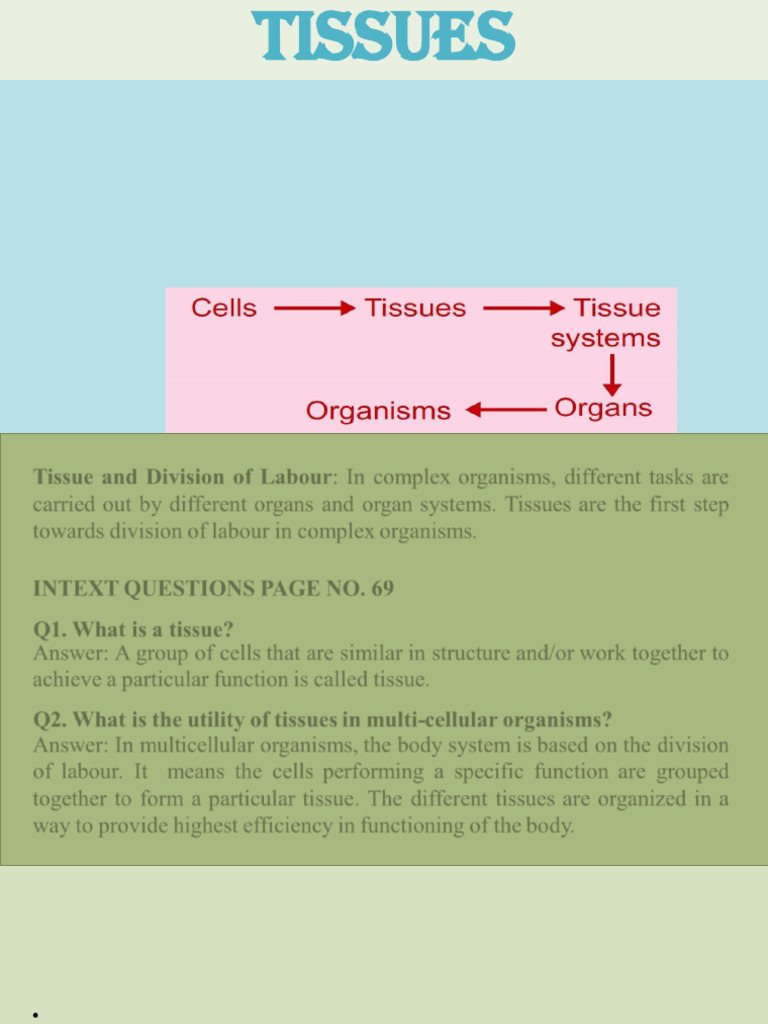 Tissues-1-6 | PDF | Tissue (Biology) | Plant Stem