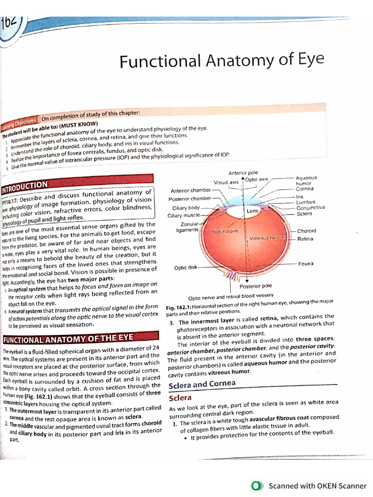 Eye Physiology | PDF