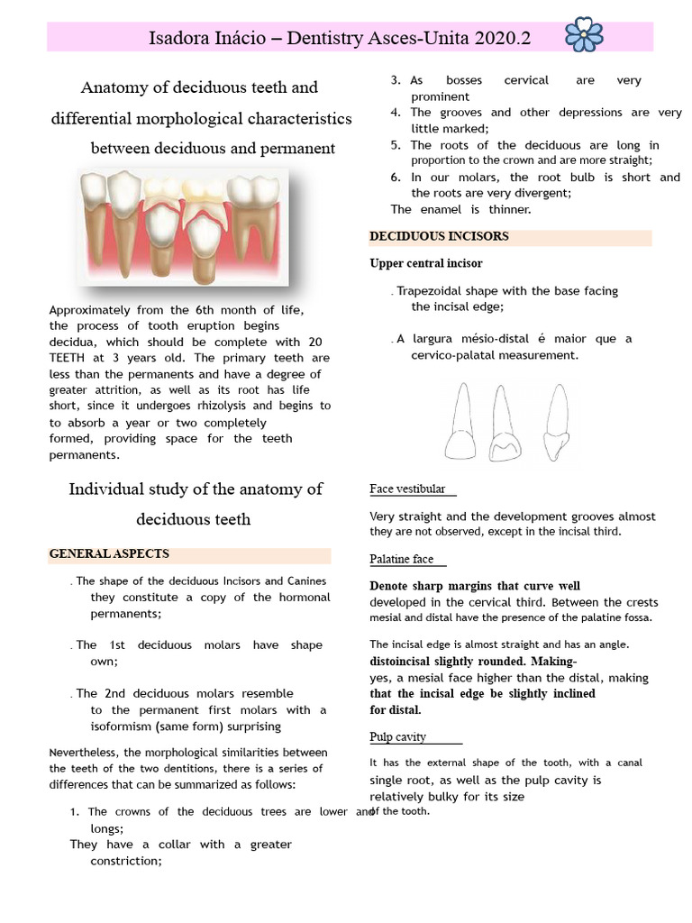 Anatomy of Deciduous Teeth Explained | PDF | Dental Anatomy | Tooth