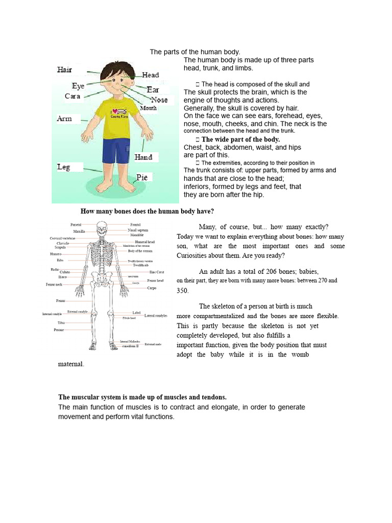 The Parts of The Human Body | PDF | Muscle | Skeletal Muscle