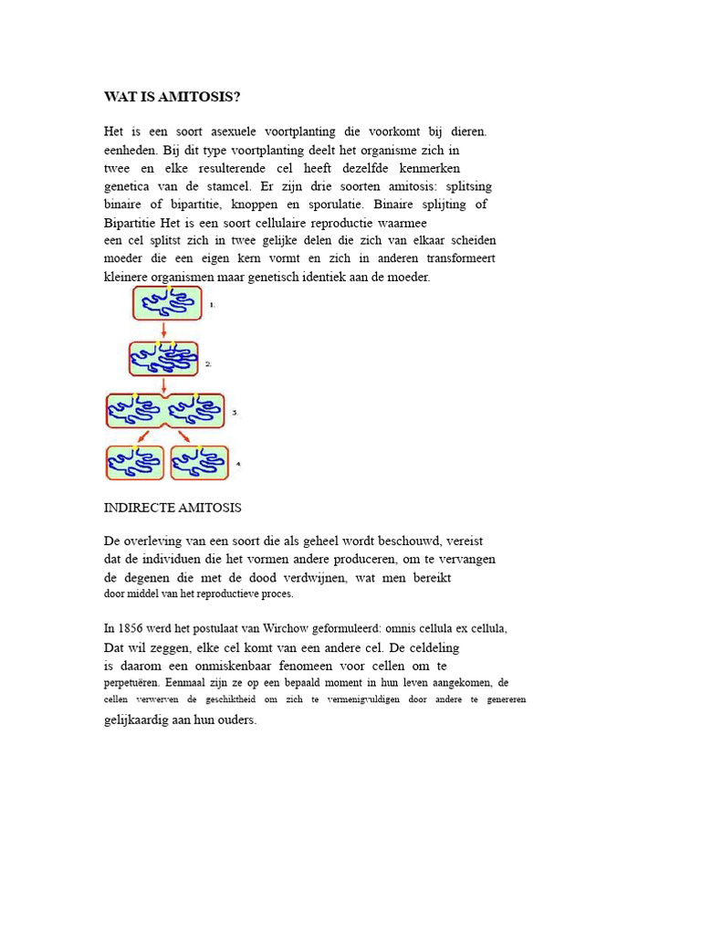 AMITOSIS, Indirecte Amitose, Kariosinese, Knopvorming, Espurolatie | PDF