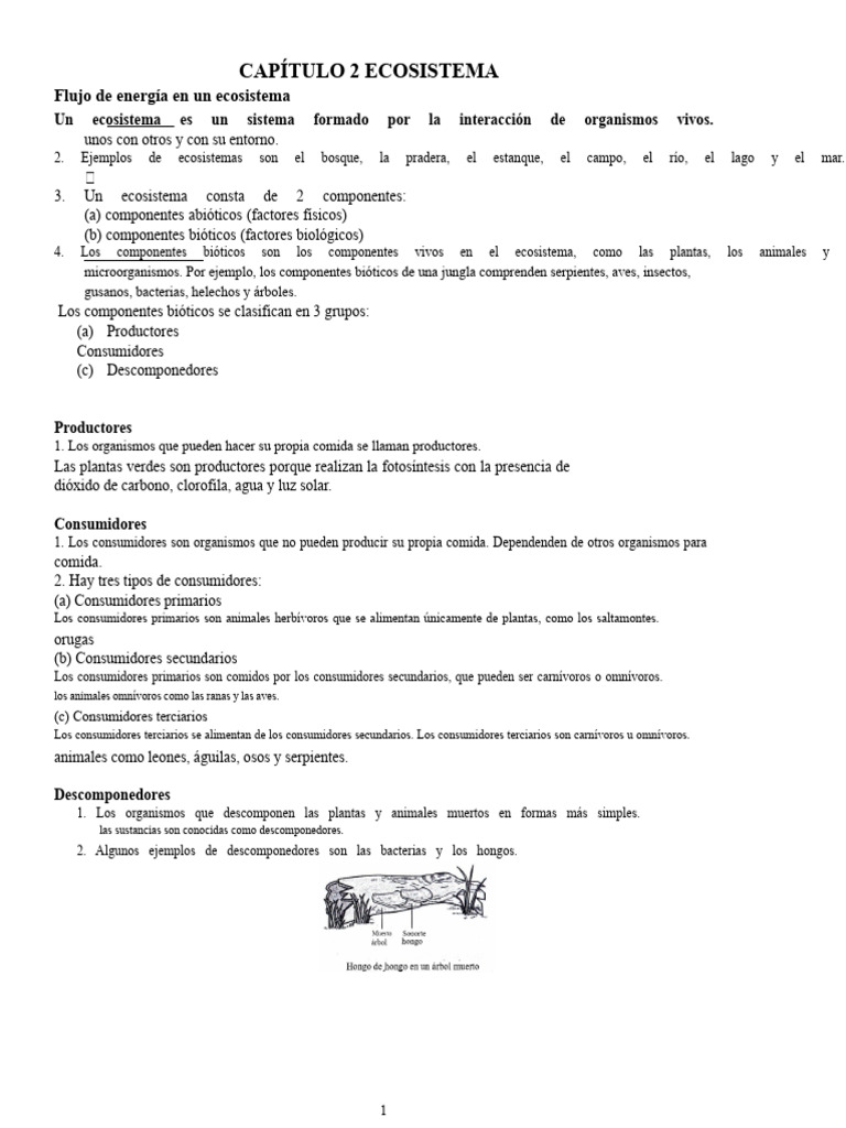 Flujo de Energía en Ecosistemas y Cadenas Alimentarias | PDF | Red ...