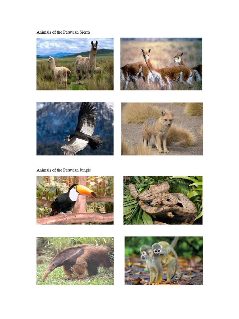 Animals of The Peruvian Sierra | PDF