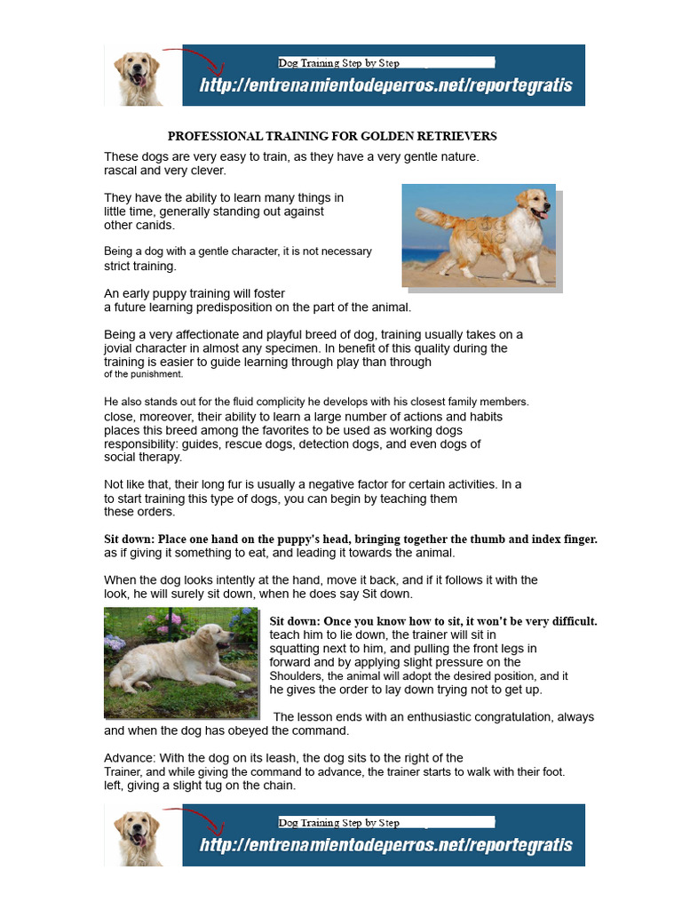 Professional Training For Golden Retriever Dogs | PDF | Dog Training | Dogs