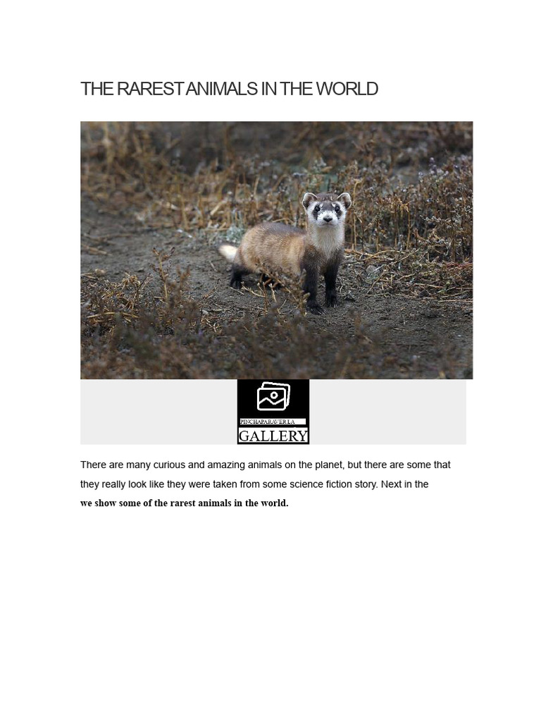 Discover the World's Rarest Animals | PDF | Rhinoceros | Elephant