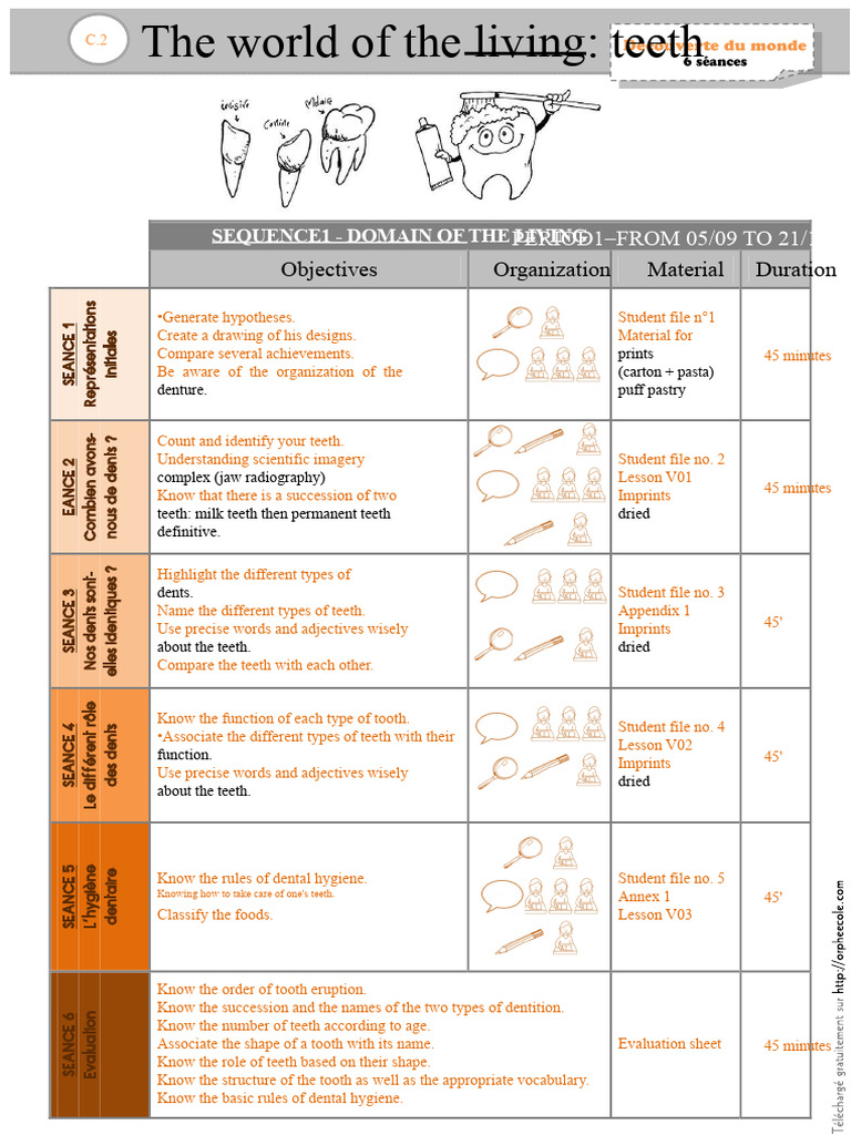 Sequence The Teeth | PDF | Tooth | Dental Anatomy