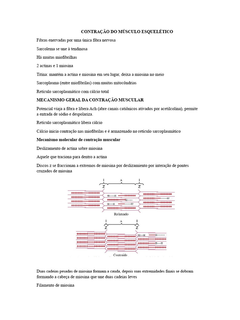 Mecanismos da Contração Muscular Esquelética | PDF | Anatomia ...