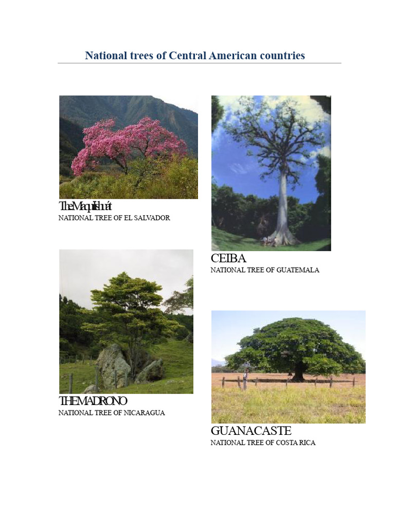 National Trees of The Countries in Central America | PDF