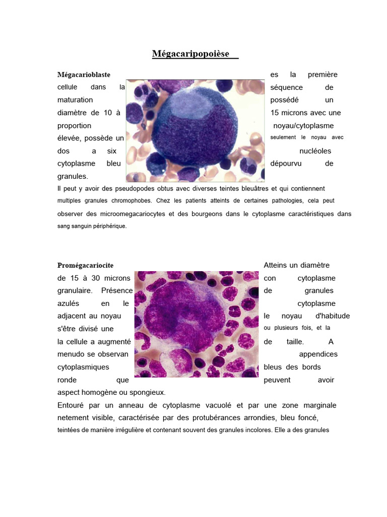 Mégacariopoïèse | PDF | Thrombocyte | Cytoplasme