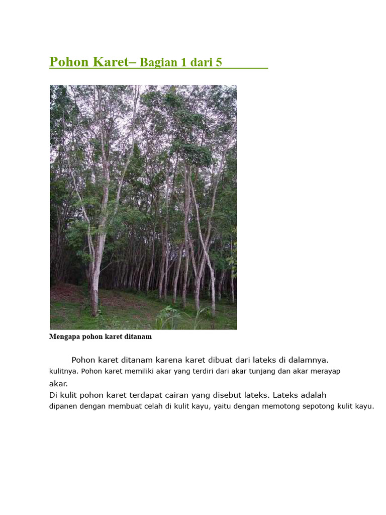 Pohon Karet | PDF