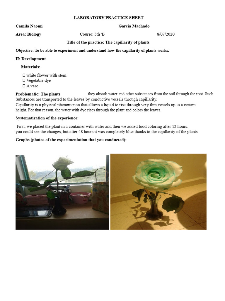 Practical Laboratory Sheet | PDF | Liquids | Botany