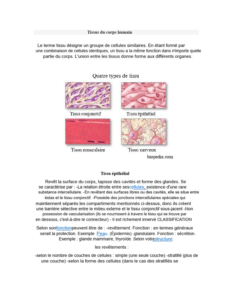 Types de tissus humains expliqués | PDF | Muscle | Système nerveux