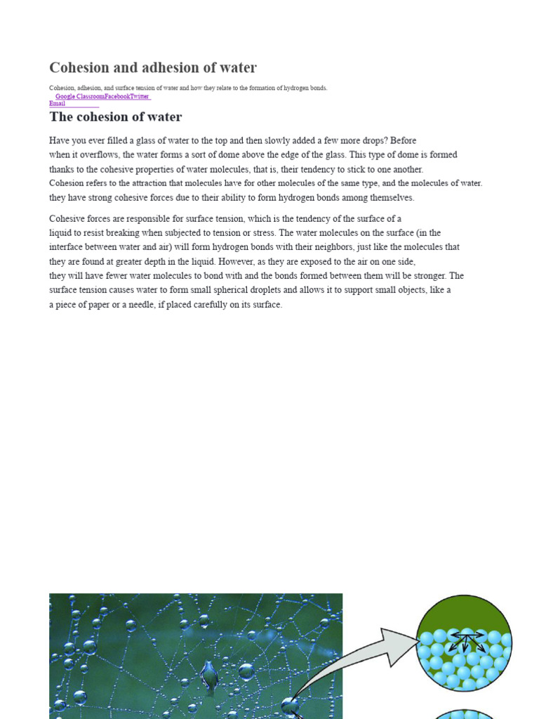 Water's Cohesion and Adhesion Explained | PDF | Surface Tension | Adhesion