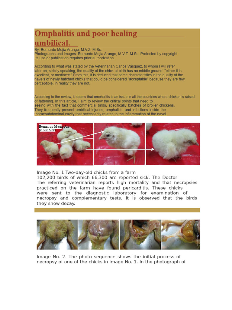 Omphalitis and Deficient Umbilical Healing | PDF | Yolk | Infection