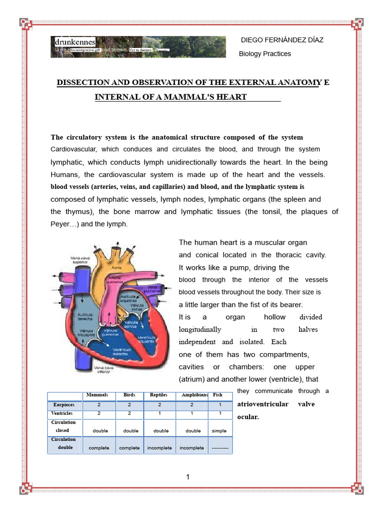 Practice: Observation and Dissection of A Mammal Heart | PDF | Heart ...